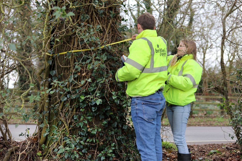Tree Surveys - Brindle & Green