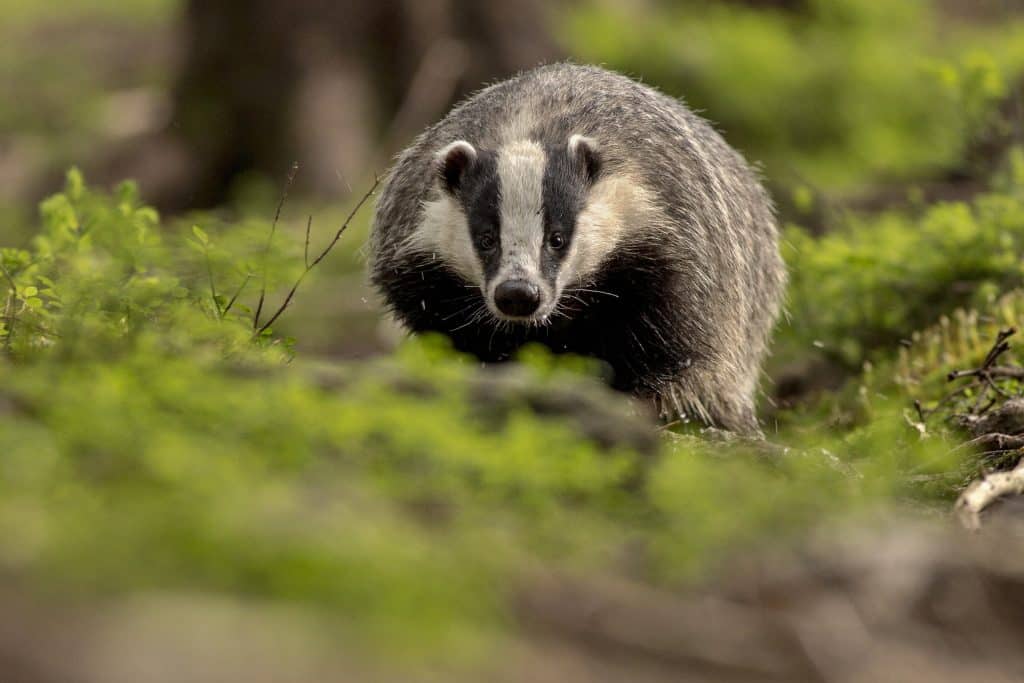 Badgers - Brindle & Green
