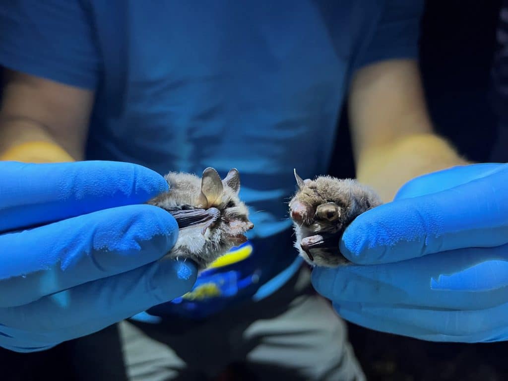 Ecologist - Brindle & Green