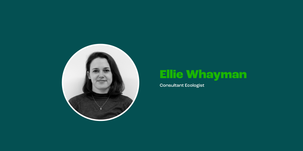 Welcoming Ellie Whayman: Our New Ecological Consultant! - Brindle & Green